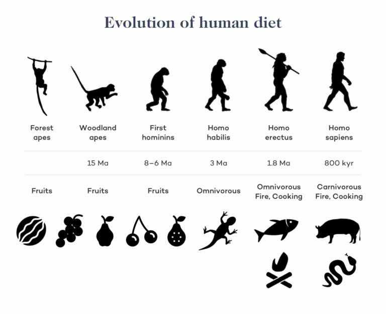 The Evolution of Human Diets Through Time - JRFOOD